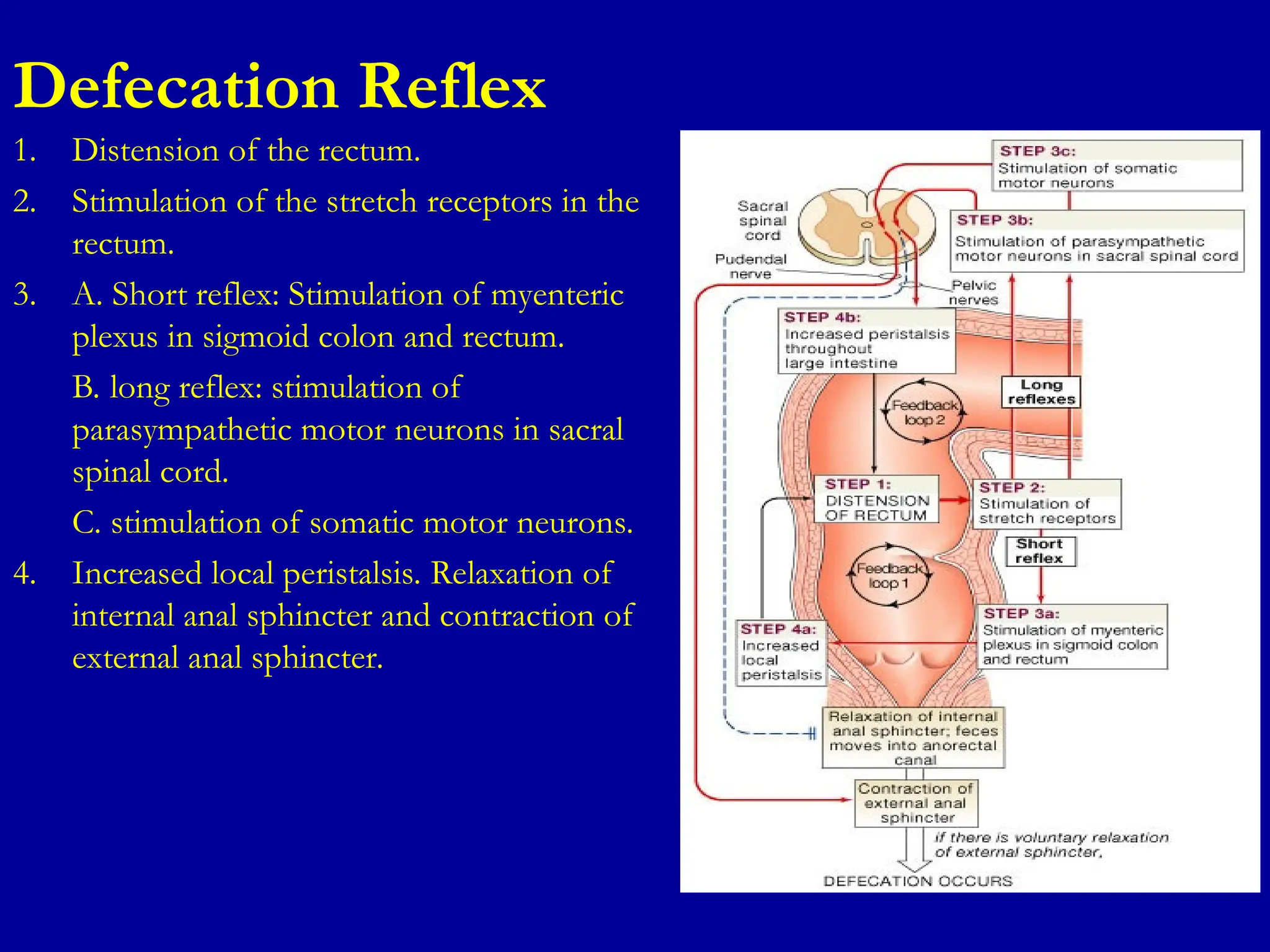 Anatomy of -The Large Intestine with all it's relations.ppt