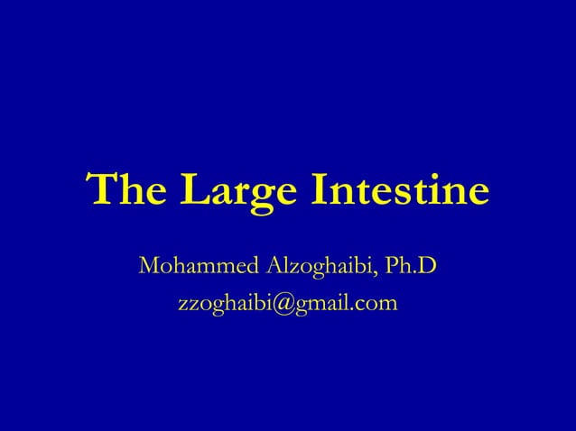 Anatomy of -The Large Intestine with all it's relations.ppt