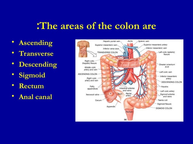 Anatomy of -The Large Intestine with all it's relations.ppt