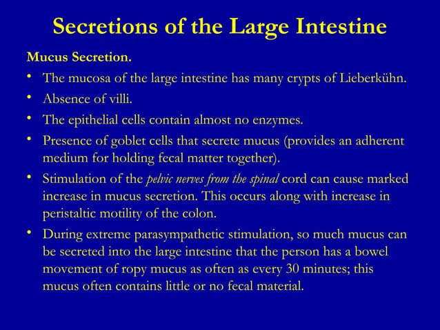 Anatomy of -The Large Intestine with all it's relations.ppt