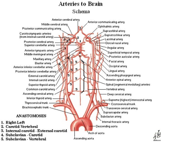 L8 circulation arteries | PPT