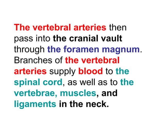 L8 circulation arteries | PPT