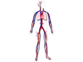 L8 circulation arteries | PPT