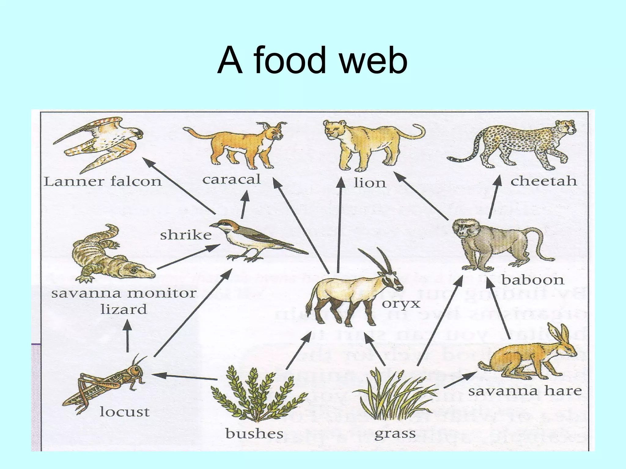 Lesson 8 food webs | PPT | Birds | Pets