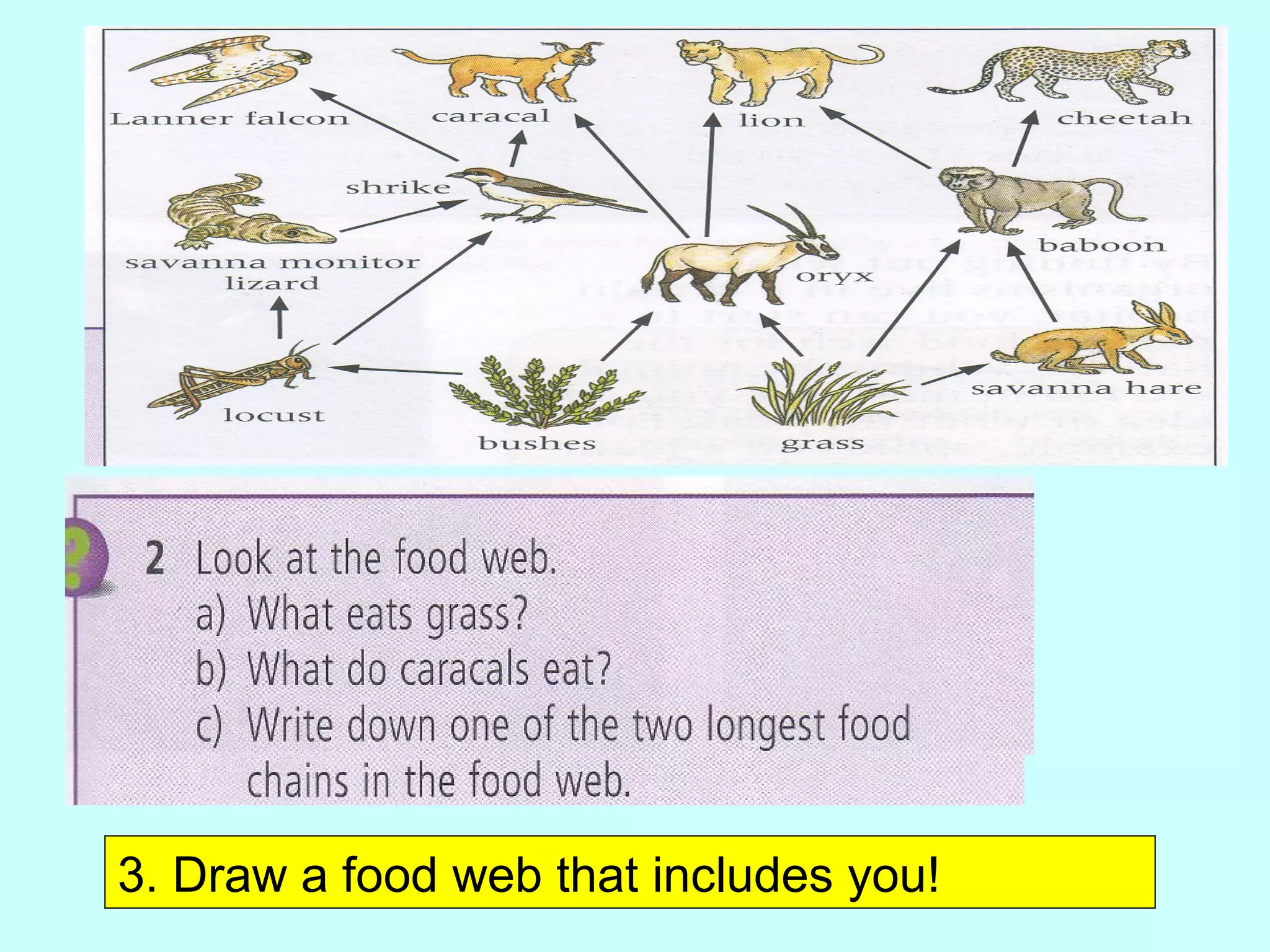 Lesson 8 food webs | PPT | Birds | Pets