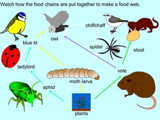 Lesson 8 food webs | PPT