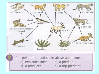 Lesson 8 food webs | PPT | Birds | Pets