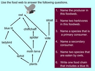 Lesson 8 food webs | PPT