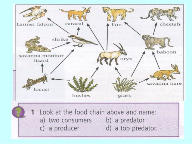 Lesson 8 food webs