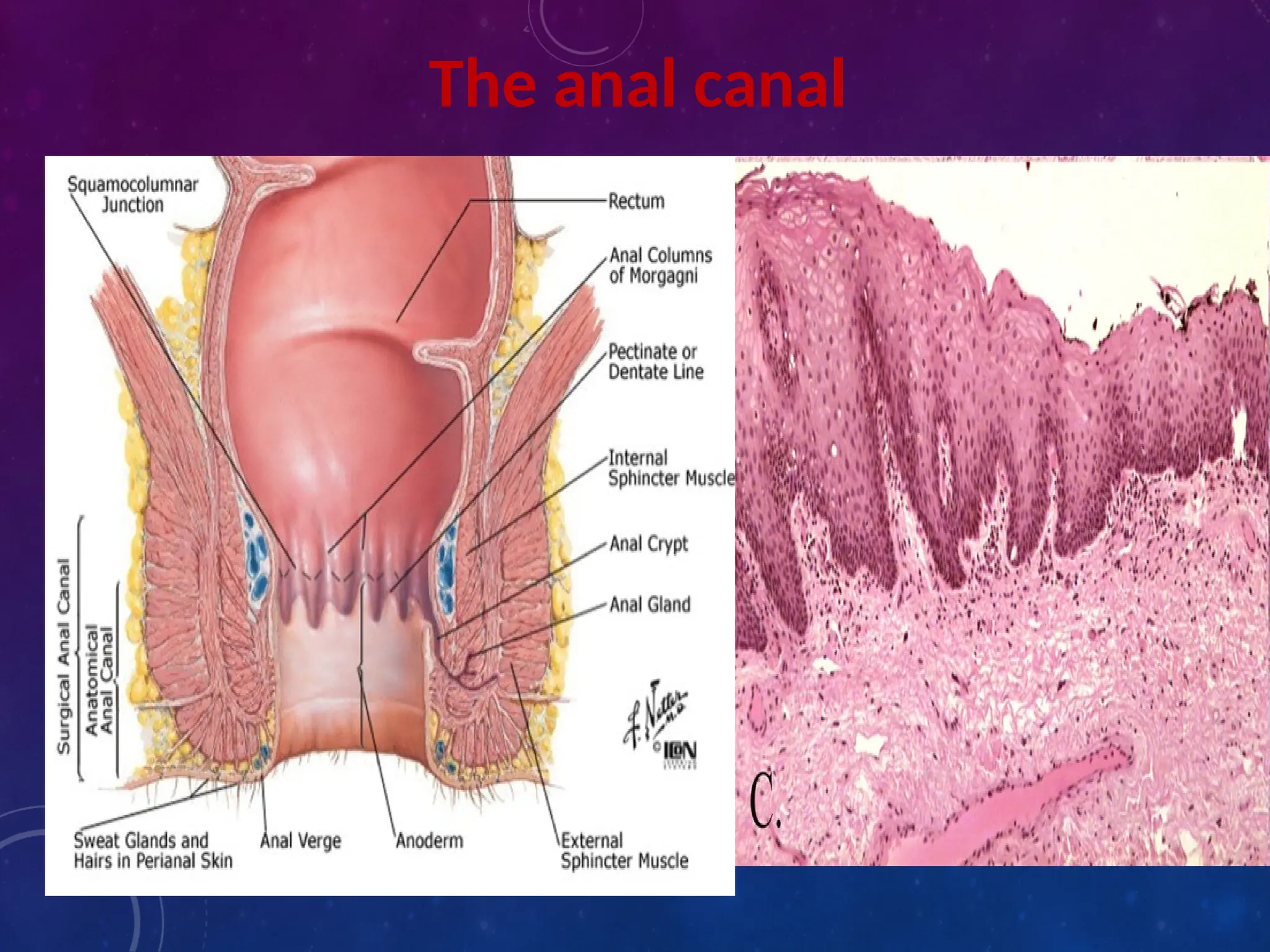 L8 Histology of Digestive 4 (small and large intistine-1.pptx