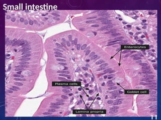 L8 Histology of Digestive 4 (small and large intistine-1.pptx