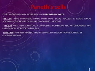 L8 Histology of Digestive 4 (small and large intistine-1.pptx