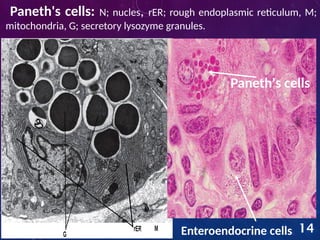 L8 Histology of Digestive 4 (small and large intistine-1.pptx