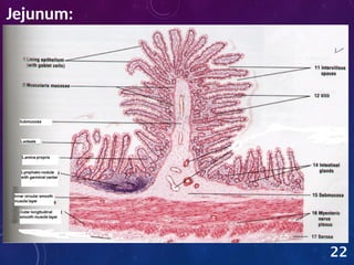 L8 Histology of Digestive 4 (small and large intistine-1.pptx