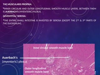 L8 Histology of Digestive 4 (small and large intistine-1.pptx