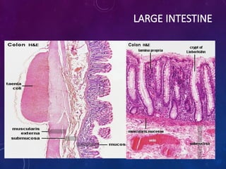 L8 Histology of Digestive 4 (small and large intistine-1.pptx