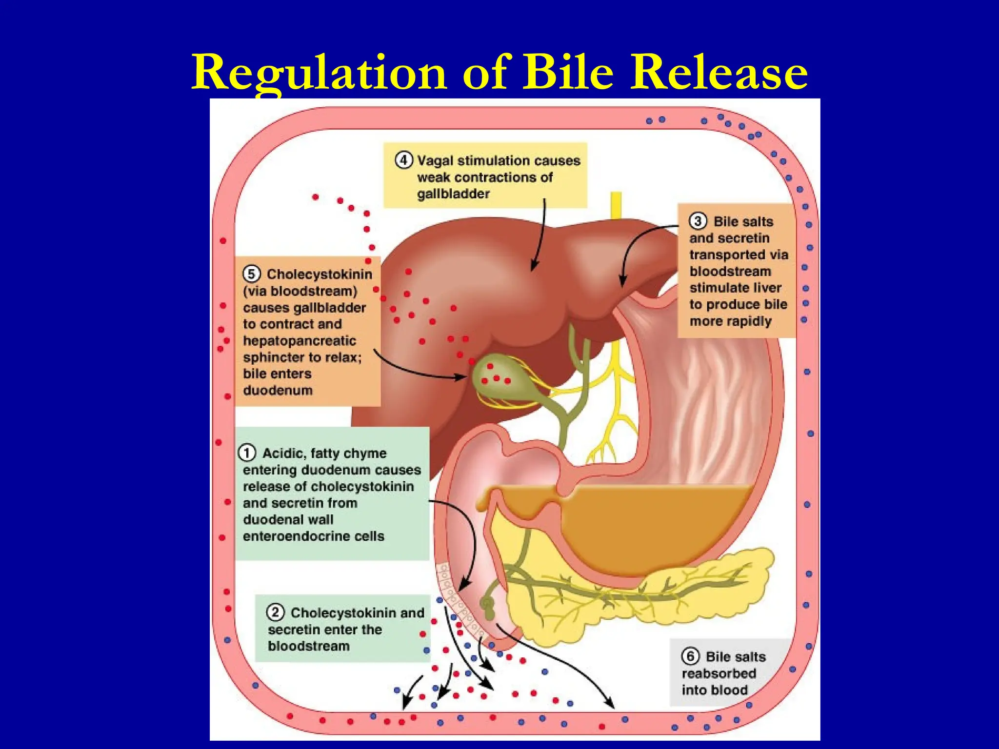 L8 & L9- Bile salt & Enterohepatic circulation.ppt