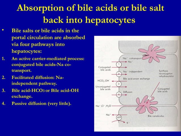 L8 & L9- Bile salt & Enterohepatic circulation.ppt
