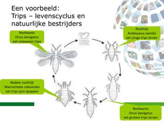 L8 meet the_bugs | PPTX