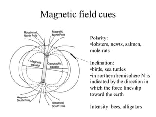 Bird migration.ppt