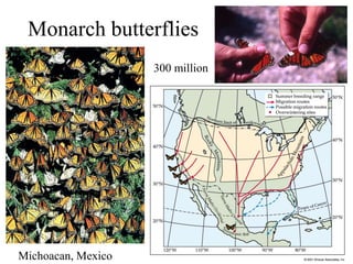 Bird migration.ppt