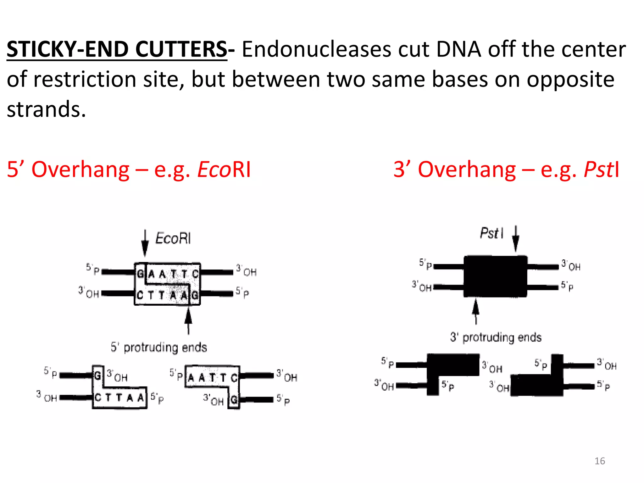 L9. restriction endonucleases | PPTX