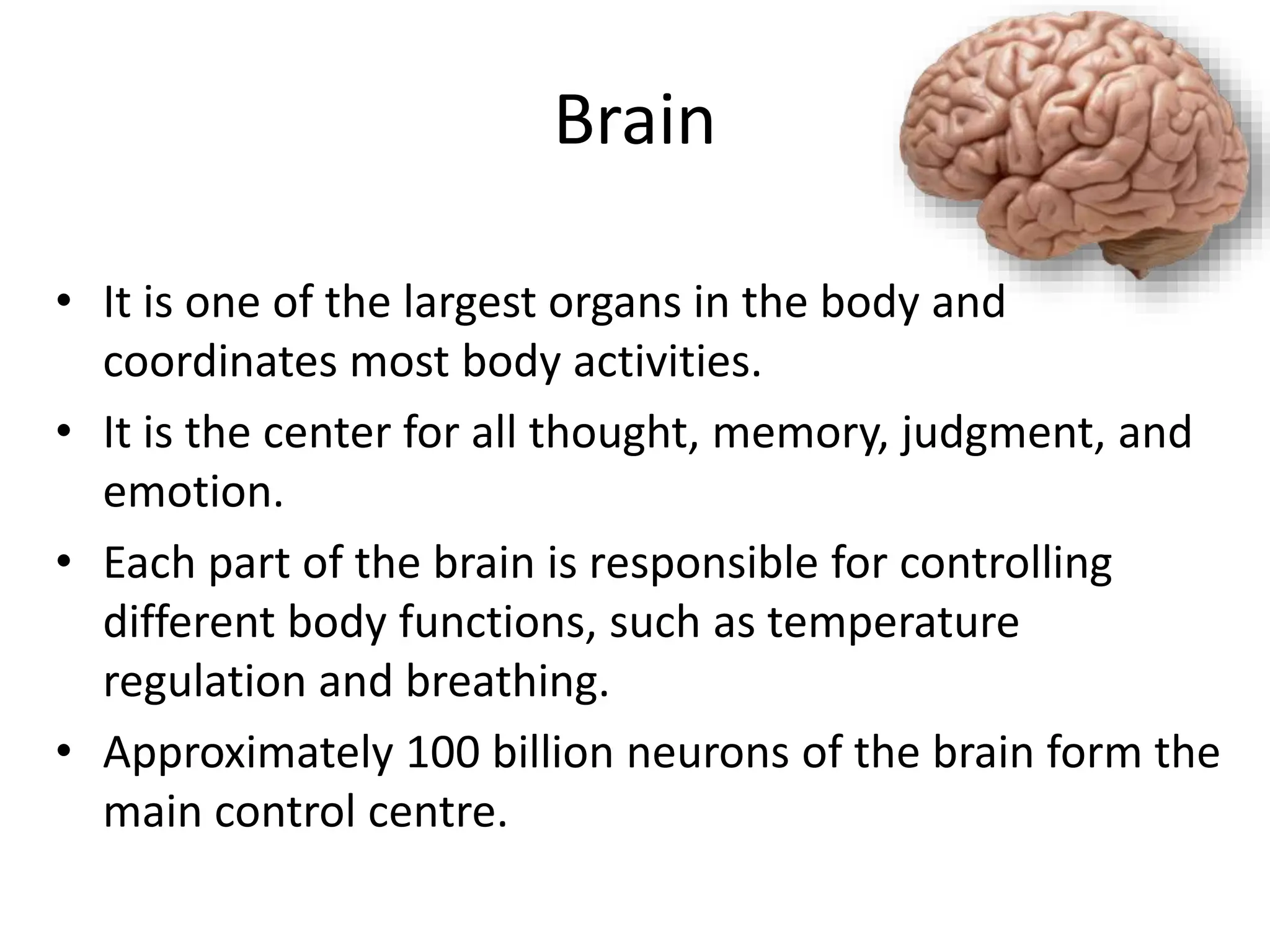 L9. Nervous System.ppt
