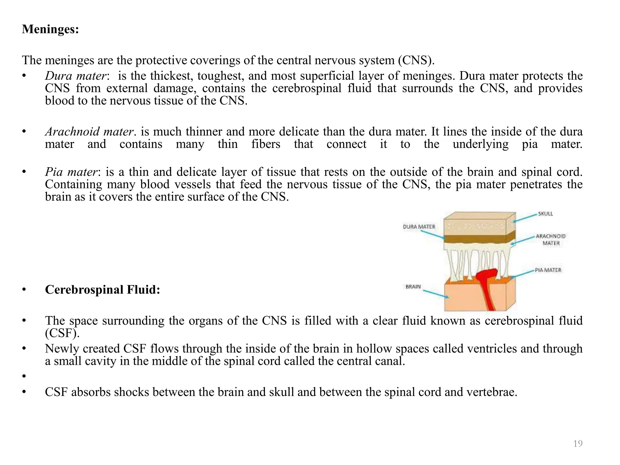 L9. Nervous System.ppt