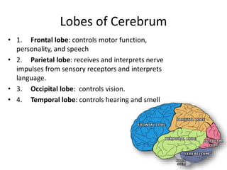 L9. Nervous System.ppt