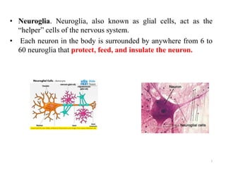 L9. Nervous System.ppt