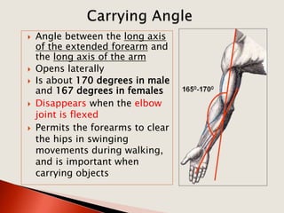 L9-arm & elbow 2013.ppt
