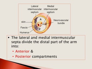 L9-arm & elbow 2013.ppt