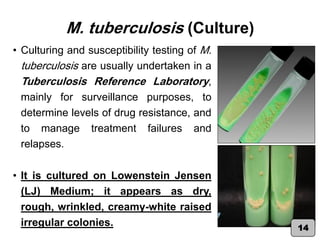 Mycobacterium tuberculosis (Practical Medical Microbiology, 14) | PPT