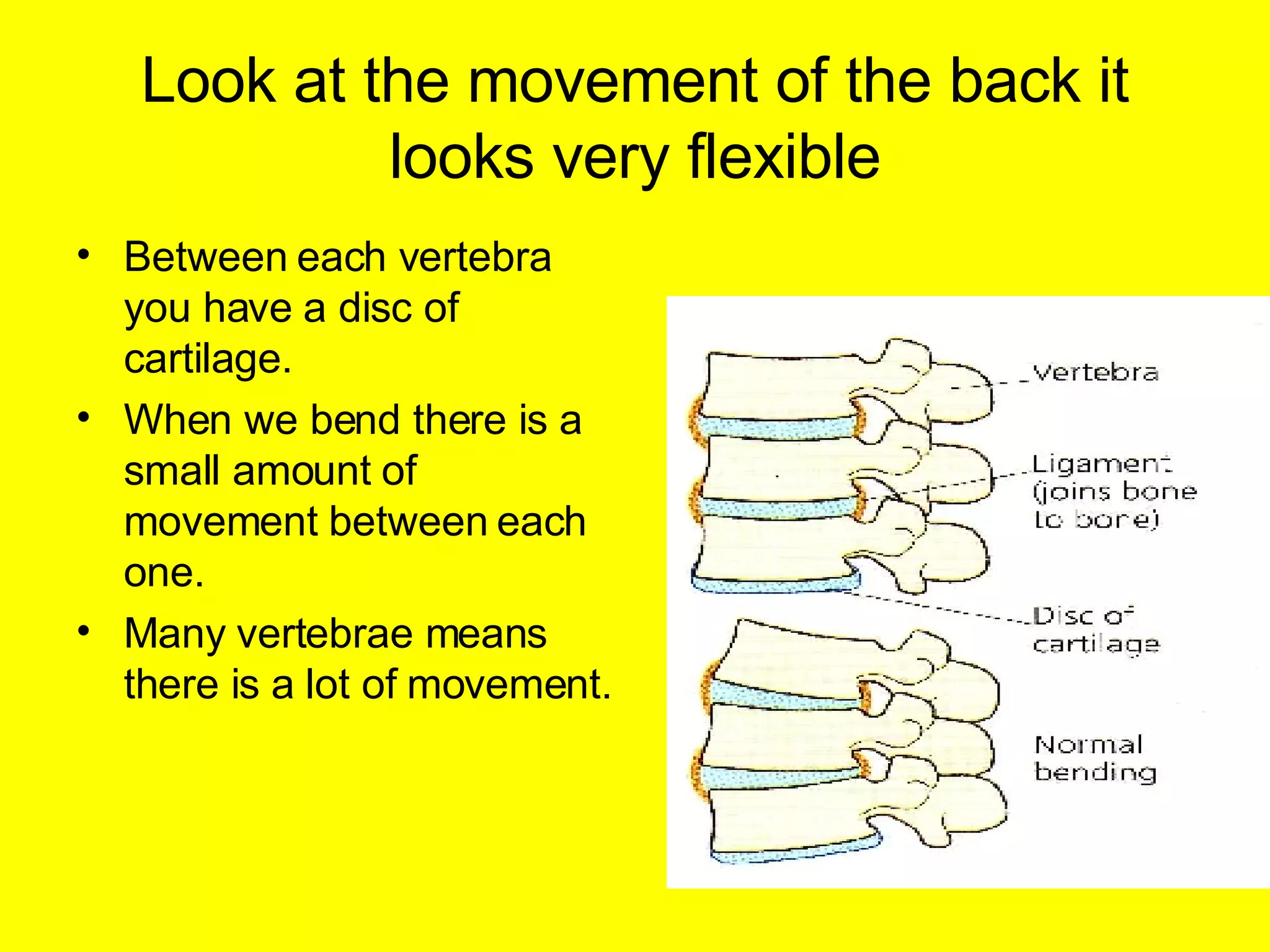 L9a The Vertebral Column | PPT