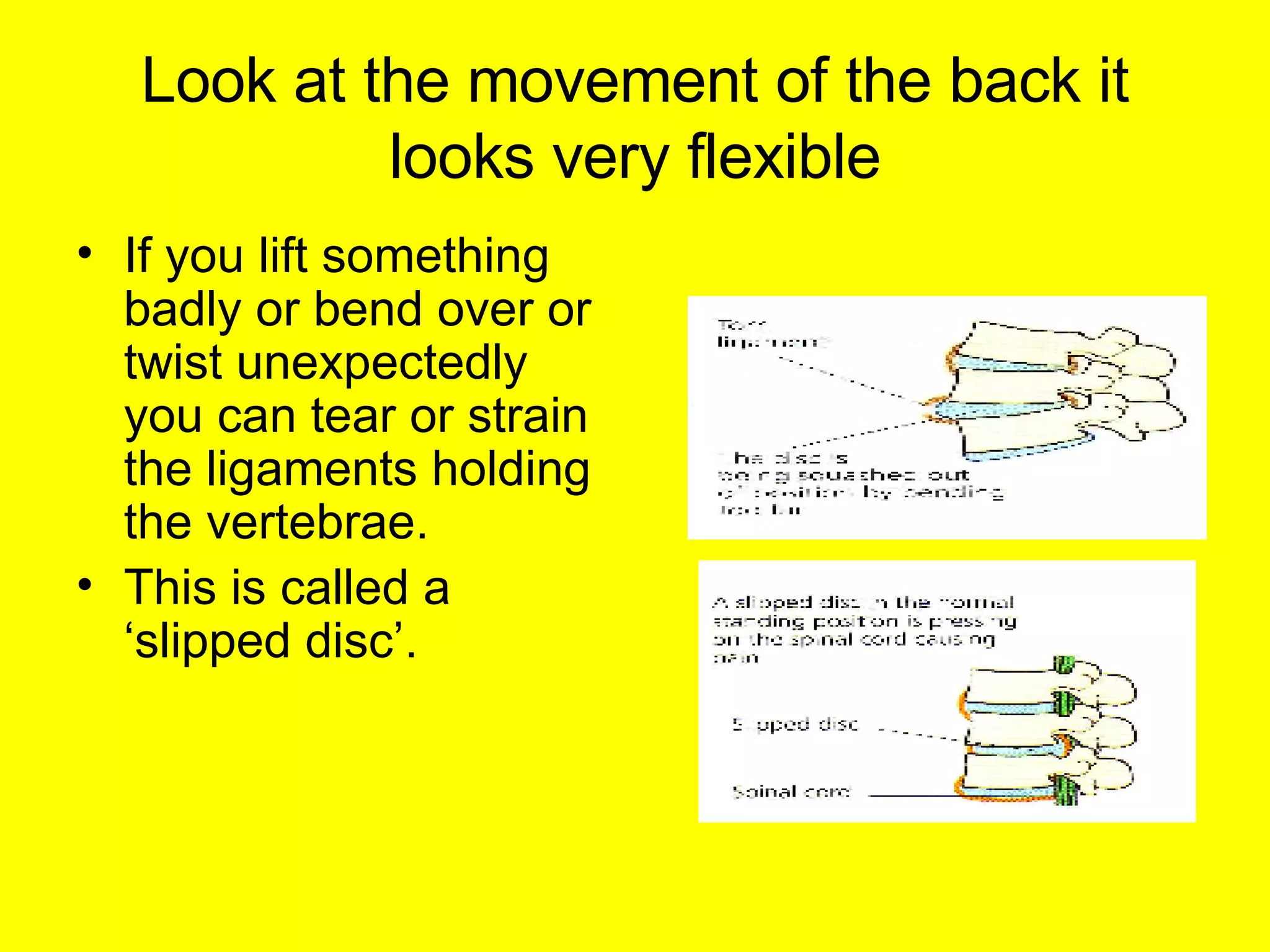 L9a The Vertebral Column | PPT