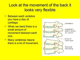 L9a The Vertebral Column | PPT
