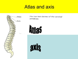 L9a The Vertebral Column | PPT