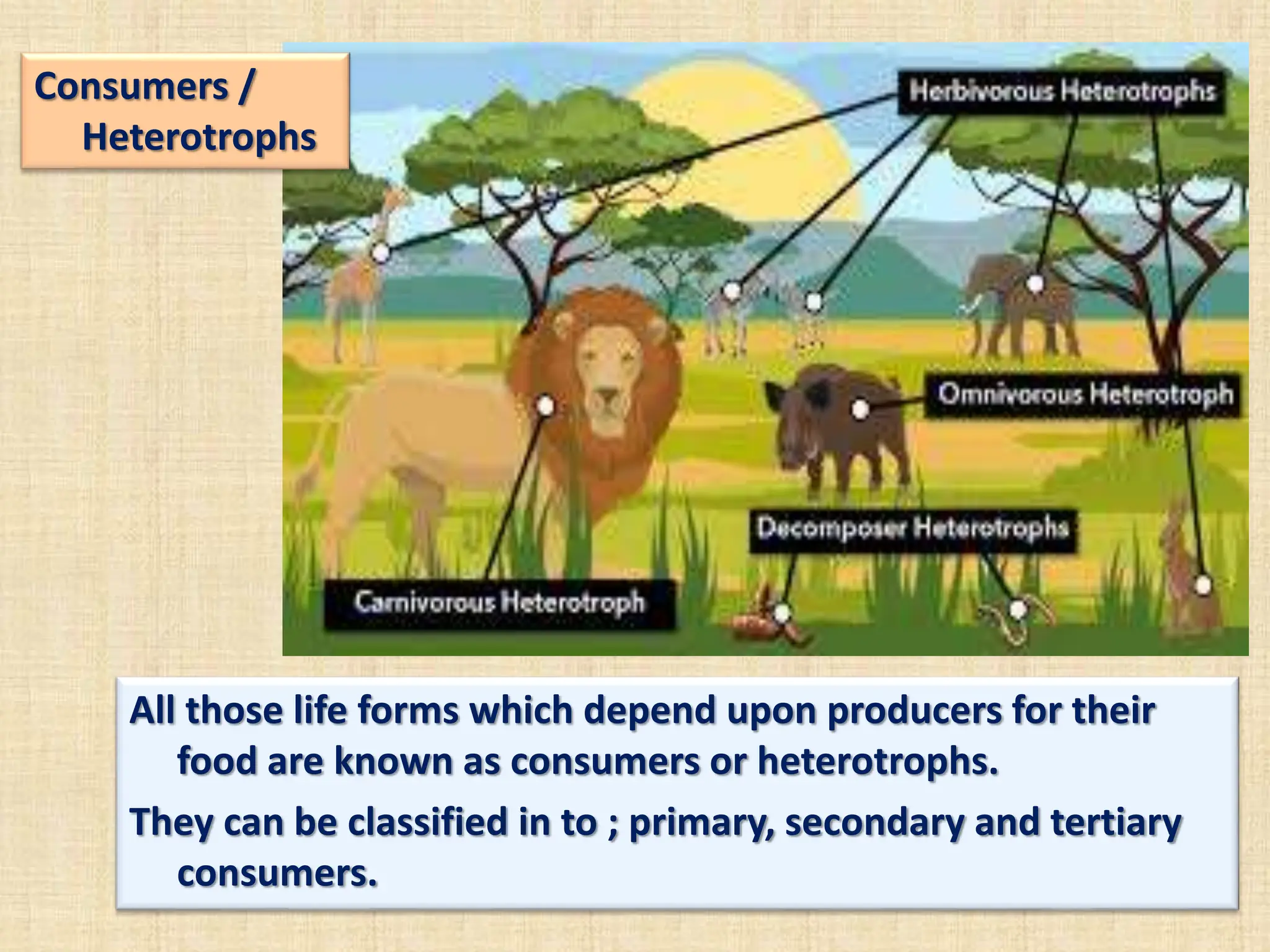 Ecosystem, composition, structure and functions of ecosystems | PPTX