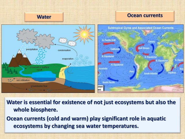 Ecosystem, composition, structure and functions of ecosystems | PPTX
