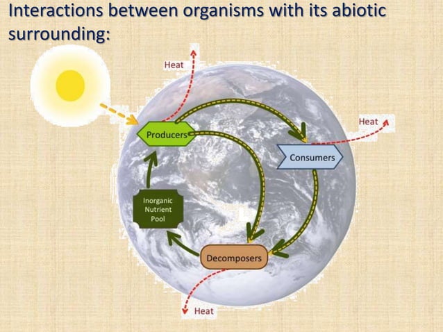 Ecosystem, composition, structure and functions of ecosystems | PPTX