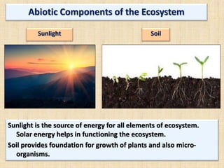 Ecosystem, composition, structure and functions of ecosystems | PPTX