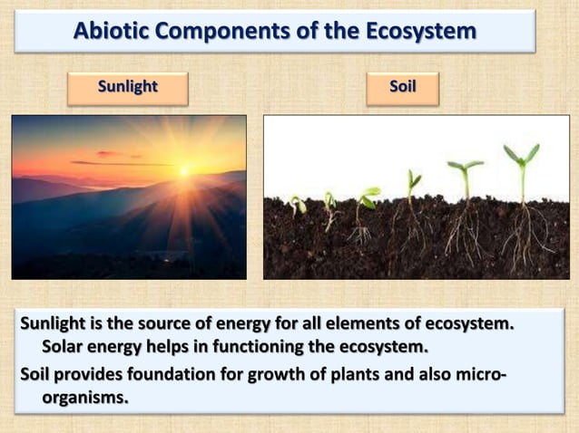 Ecosystem, composition, structure and functions of ecosystems | PPTX