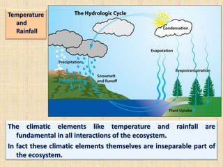 Ecosystem, composition, structure and functions of ecosystems | PPTX