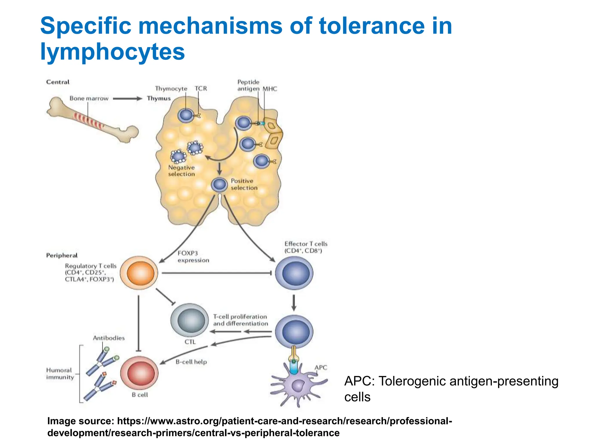 Tolerance, autoimmunity and autoimmune diseases.pptx