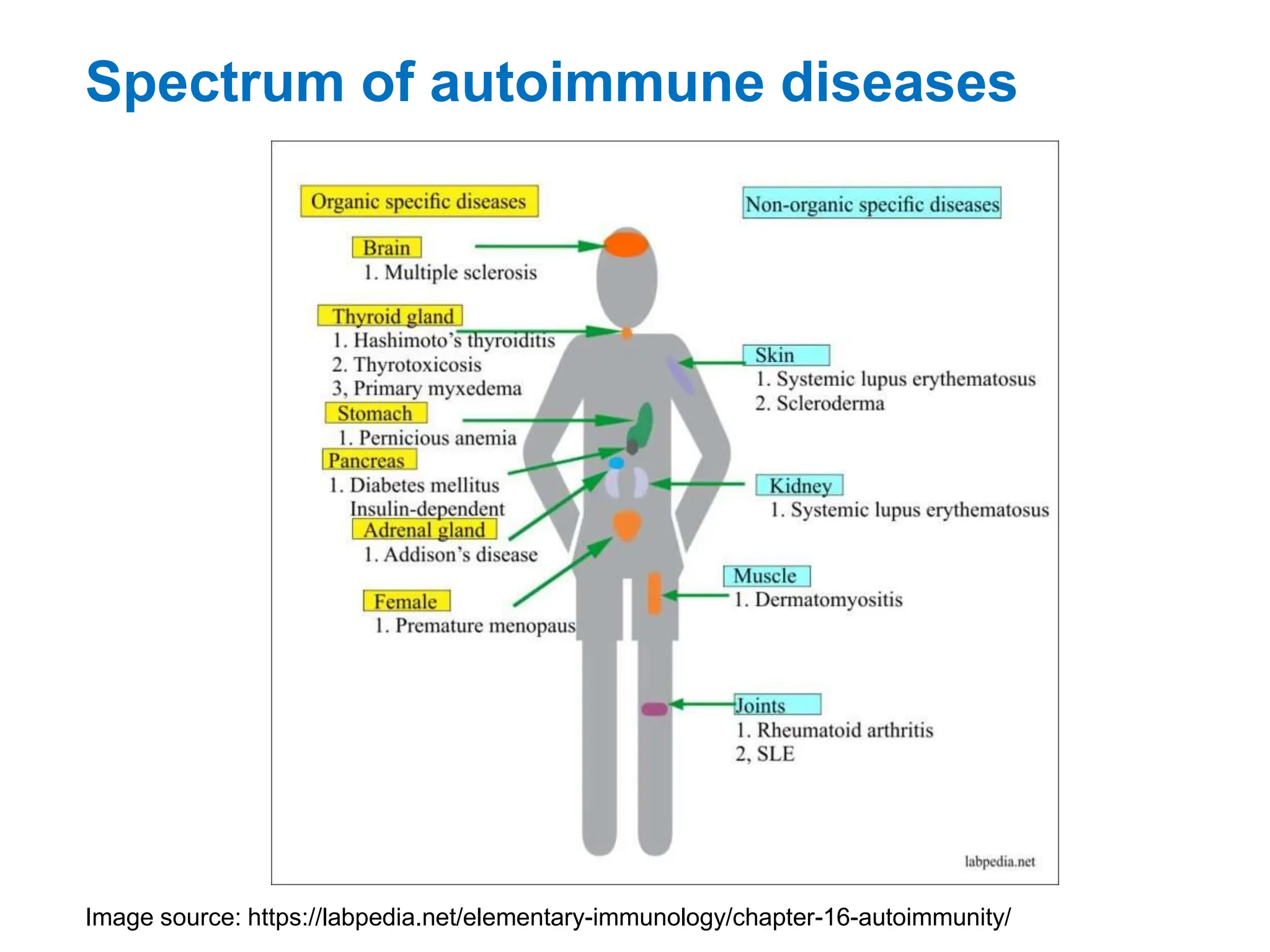 Tolerance, autoimmunity and autoimmune diseases.pptx