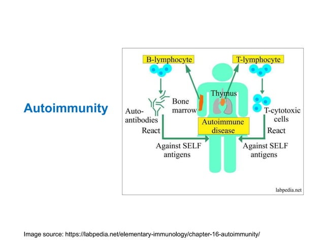 Tolerance, autoimmunity and autoimmune diseases.pptx