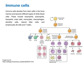 Tolerance, autoimmunity and autoimmune diseases.pptx