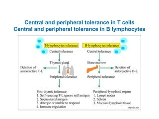 Tolerance, autoimmunity and autoimmune diseases.pptx