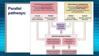 Motor system | PDF | Brain and Nervous System Disorders | Diseases and ...