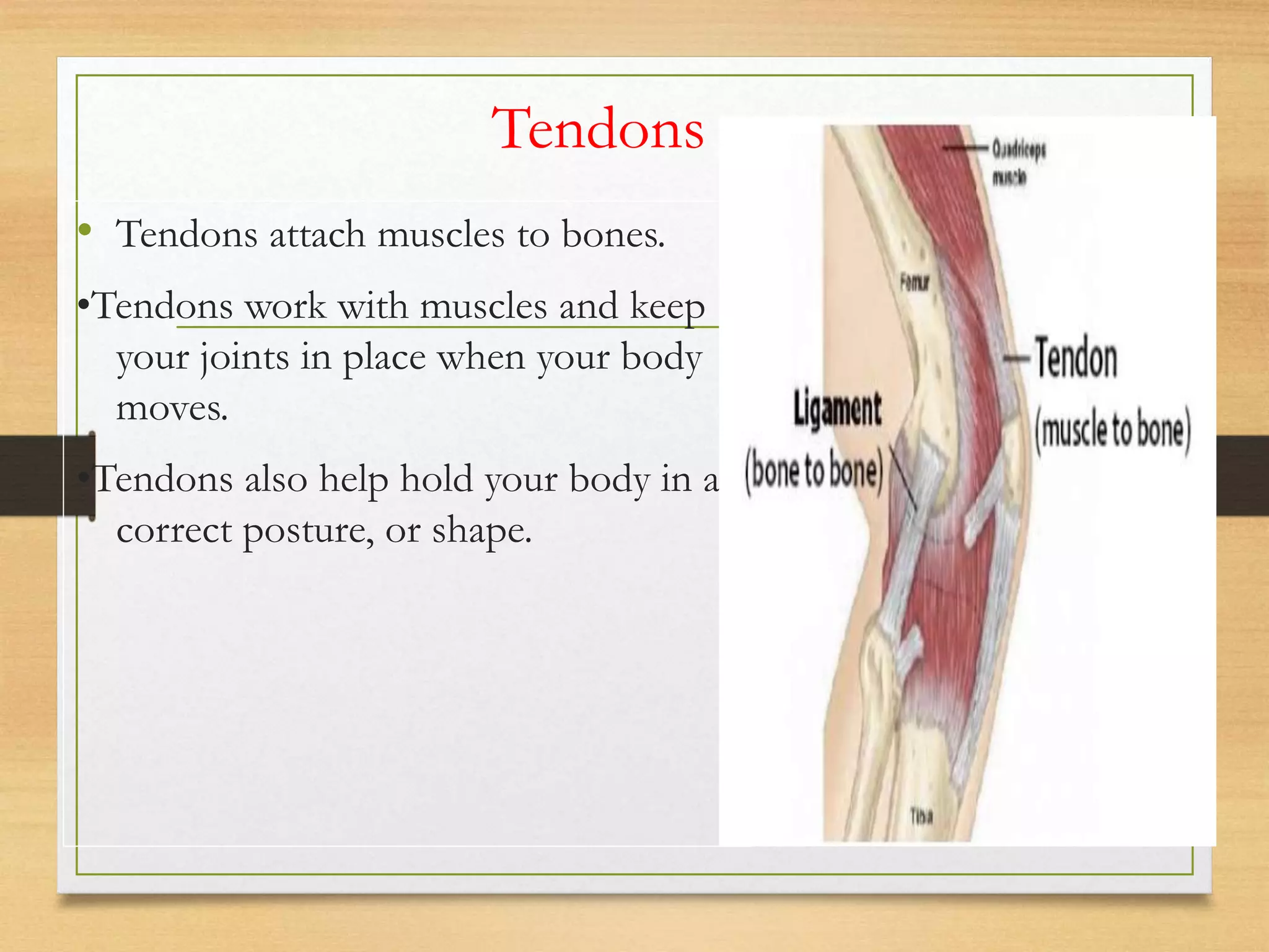 L9 muscles of upper limb [Autosaved].pptx